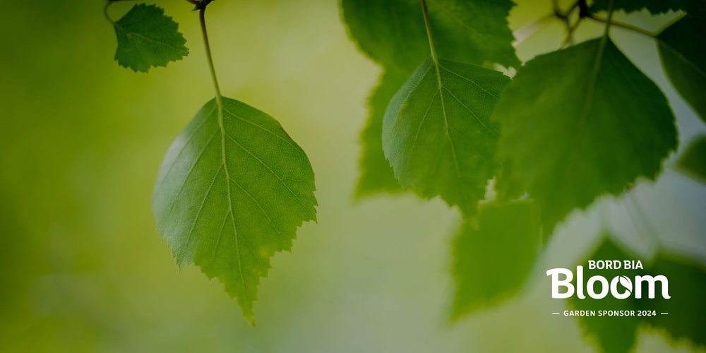 New Leaf Compost | Buy organic, peat free, multipurpose compost online