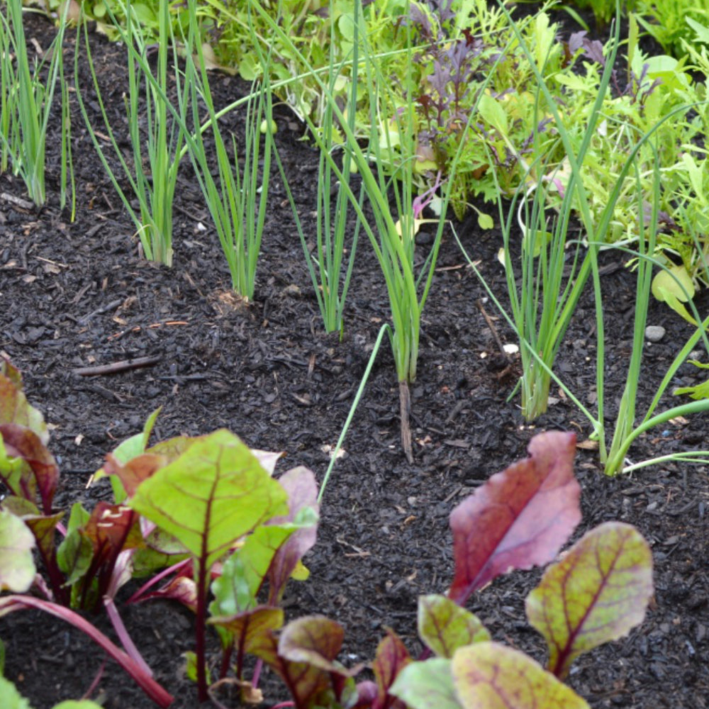 SHOP COMPOST - New Leaf Compost